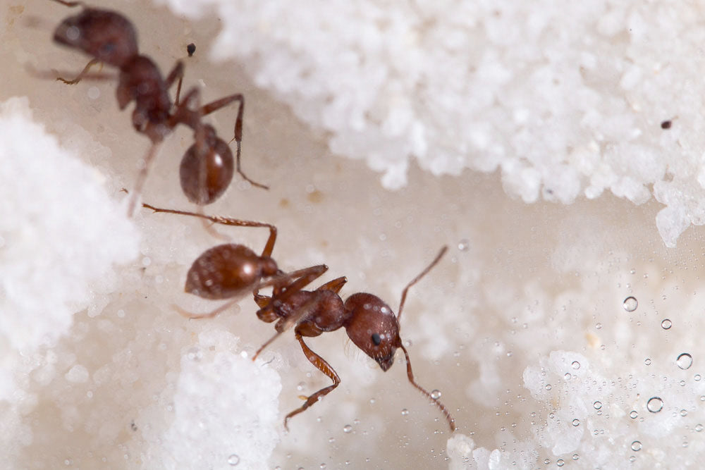 Space Age™ Ants - "20 real ants" are shipped in a vial" (US only ...